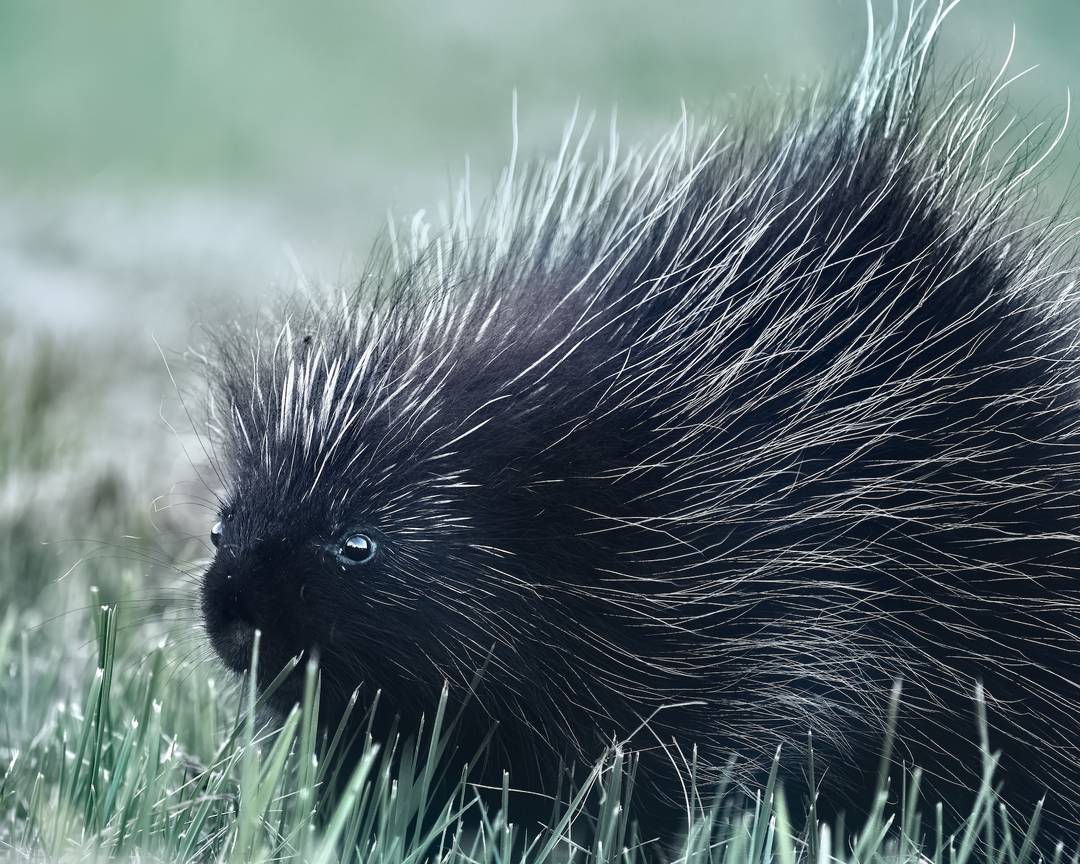 The Porcupine’s Dilemma: Schopenhauer’s Wistful Parable On Human ...